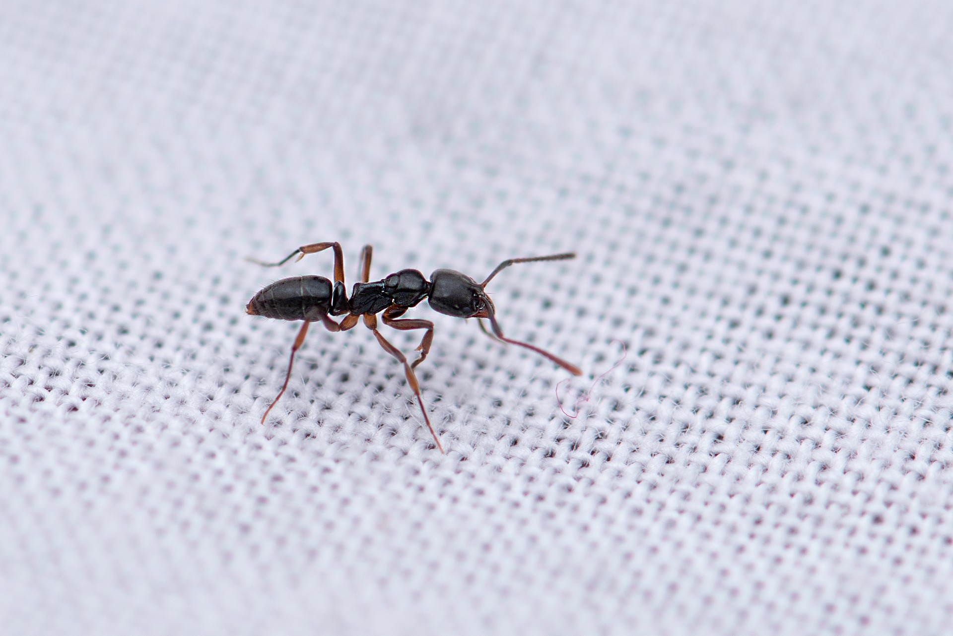 Say Goodbye to the Ants in Your Home