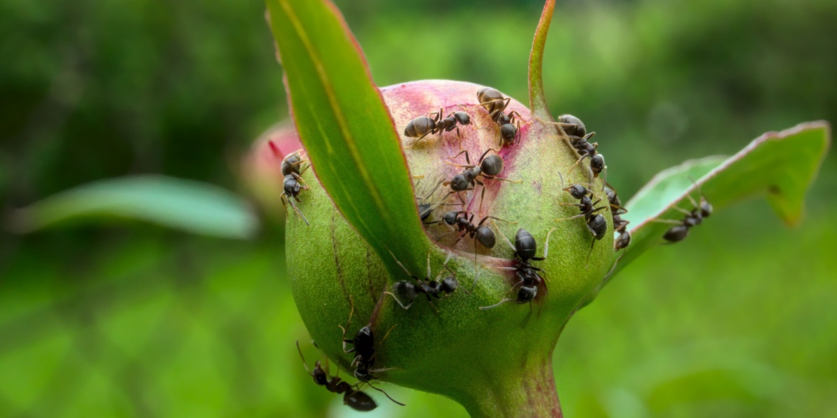 Ants in Your Garden? Here's the Right Way to Handle Them