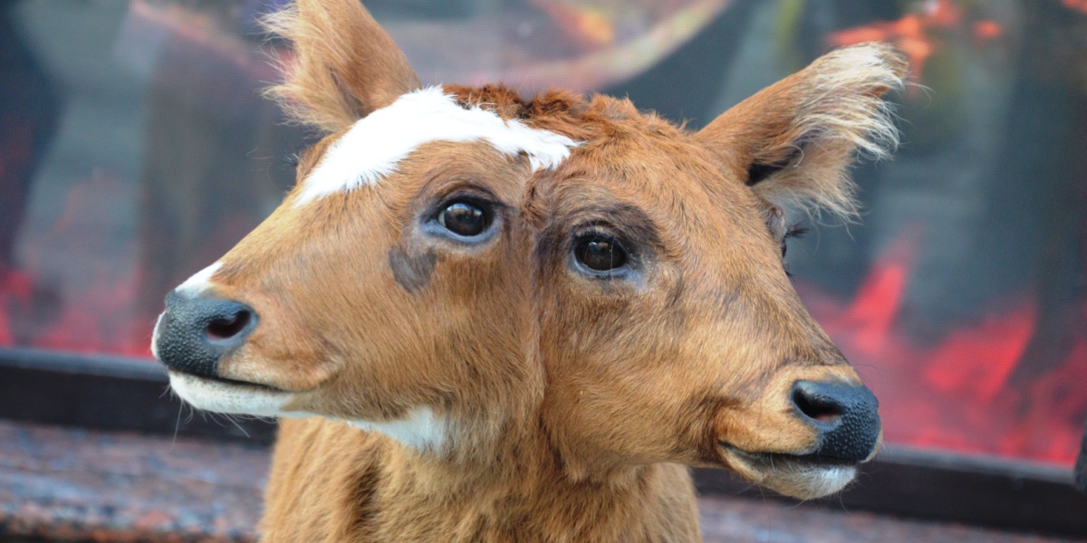 Louisiana's Two-Faced Calf Defies the Odds