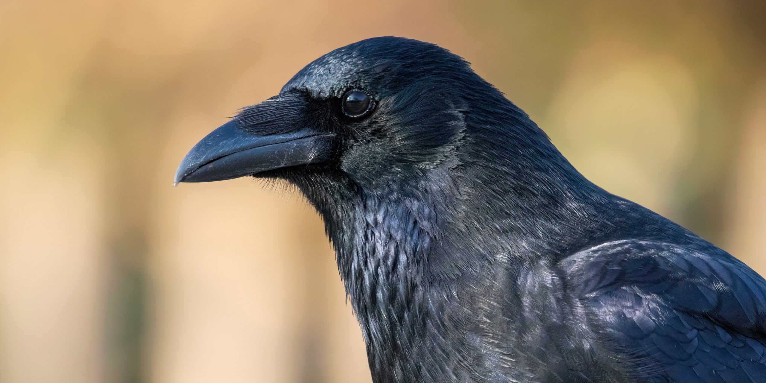 Crows Can Count Out Loud: How Do Other Animals Count?