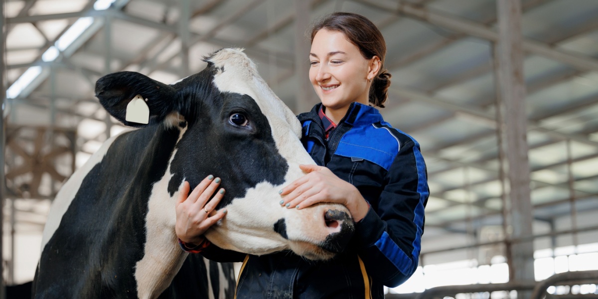 Cuddly Cows: How Cattle Work as Therapy Animals