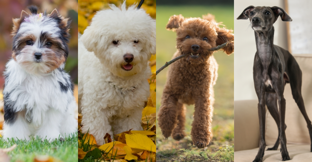 25 of the Smallest Dog Breeds You Should Know If You’re Not Into Big ...