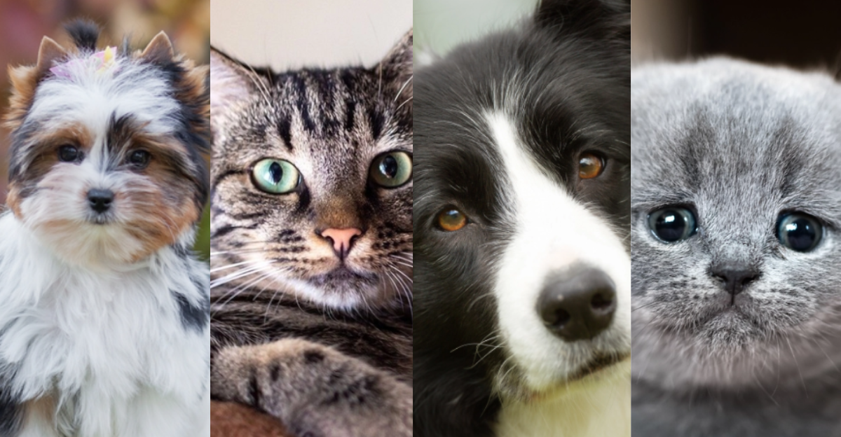 Dog or Cat? The Perfect Pet for Your Zodiac Sign