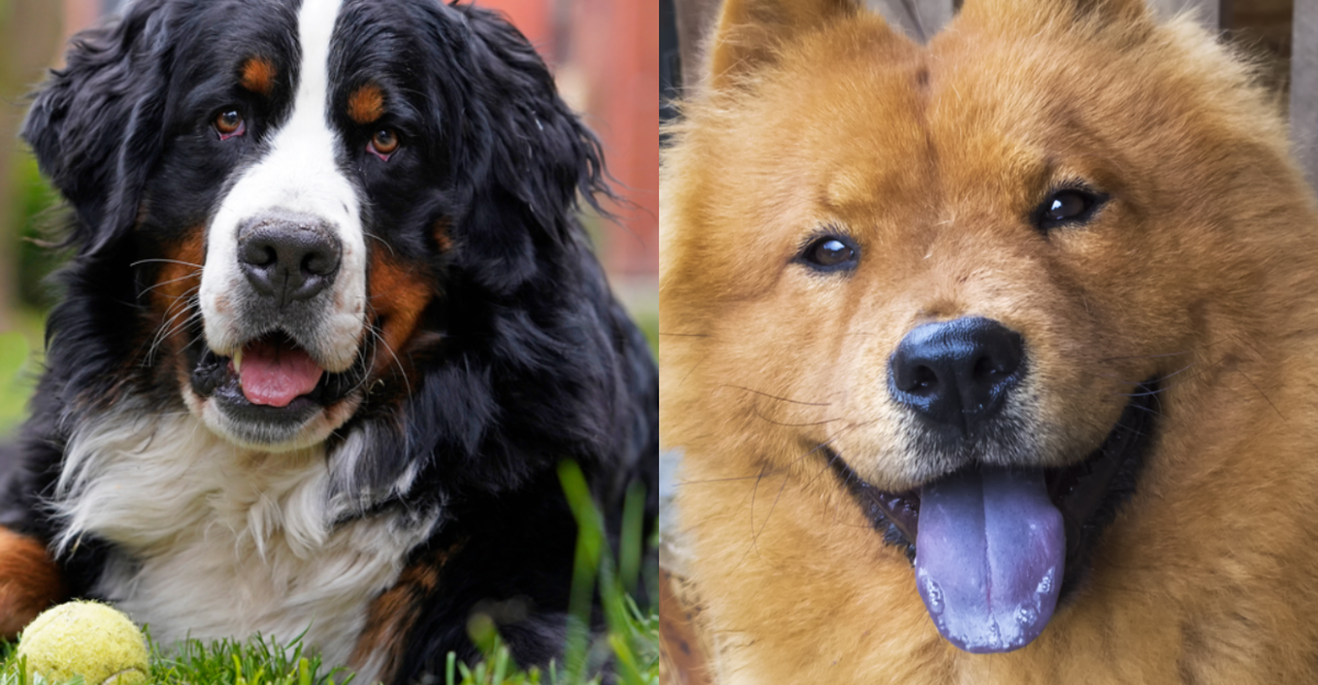 15 Fluffy Giants: These Dogs Are the Ultimate Cuddle Monsters | Dagens.com