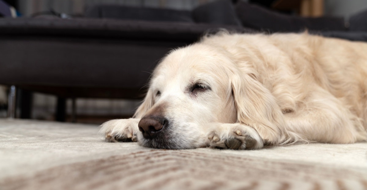 10 Strange Things Dogs Do – And What They Mean | Dagens.com