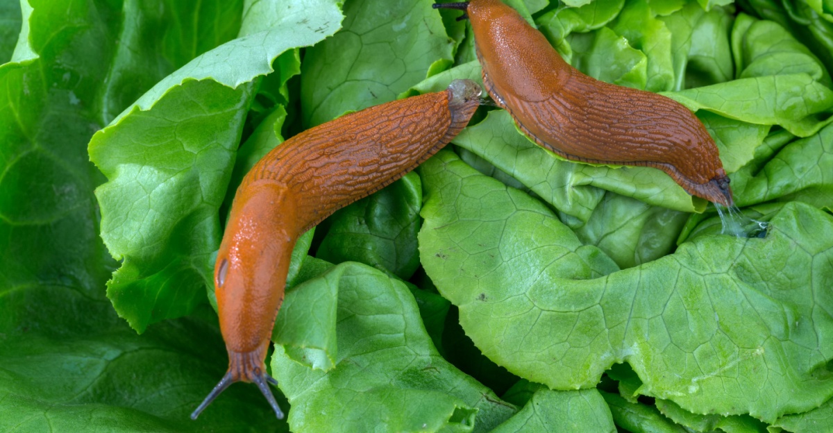 Stop Slugs This Summer with One Simple Spring Trick | Dagens.com