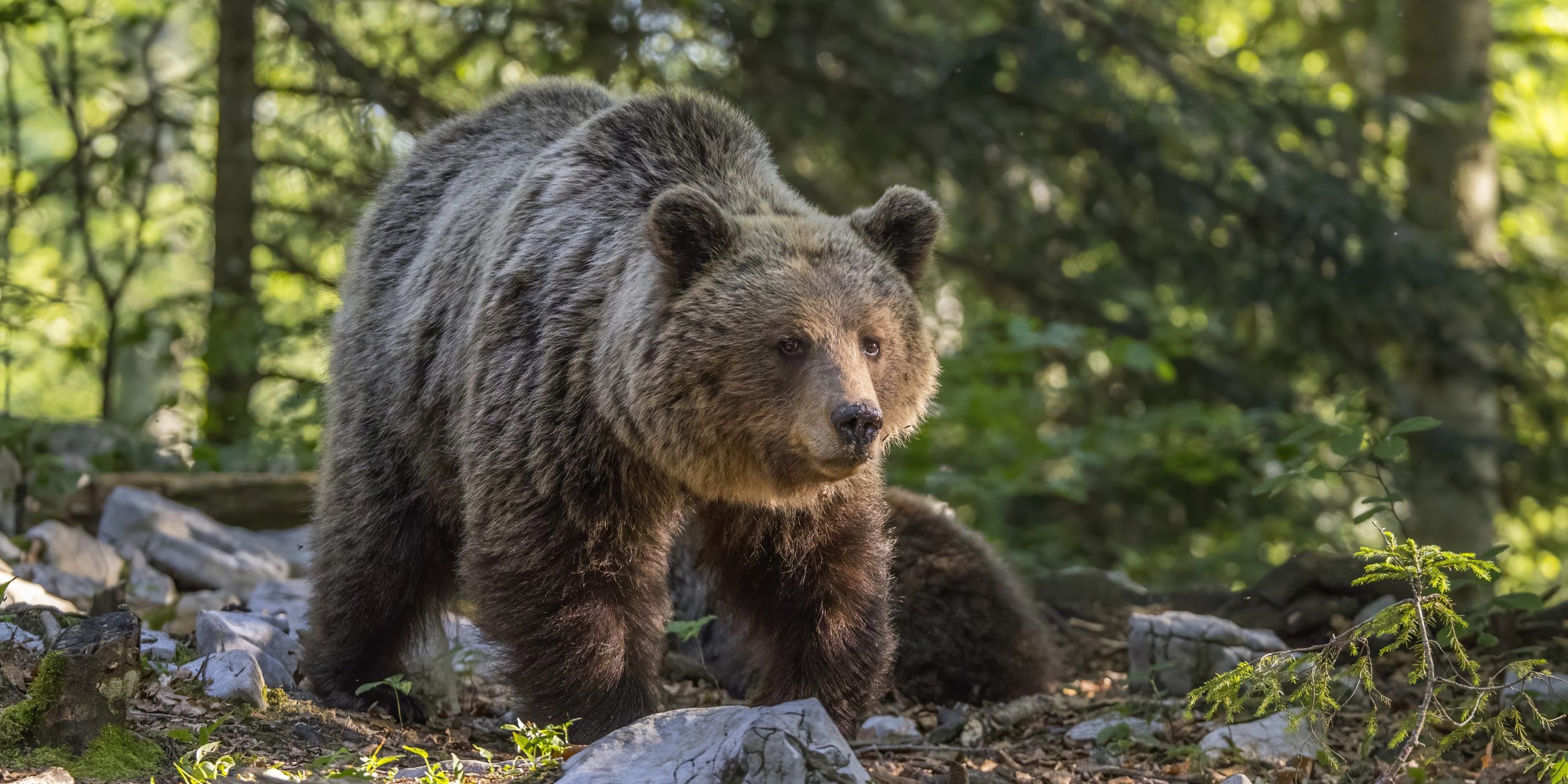 Curious Evolutionary Trend Uncovered of Large Animals Shrinking