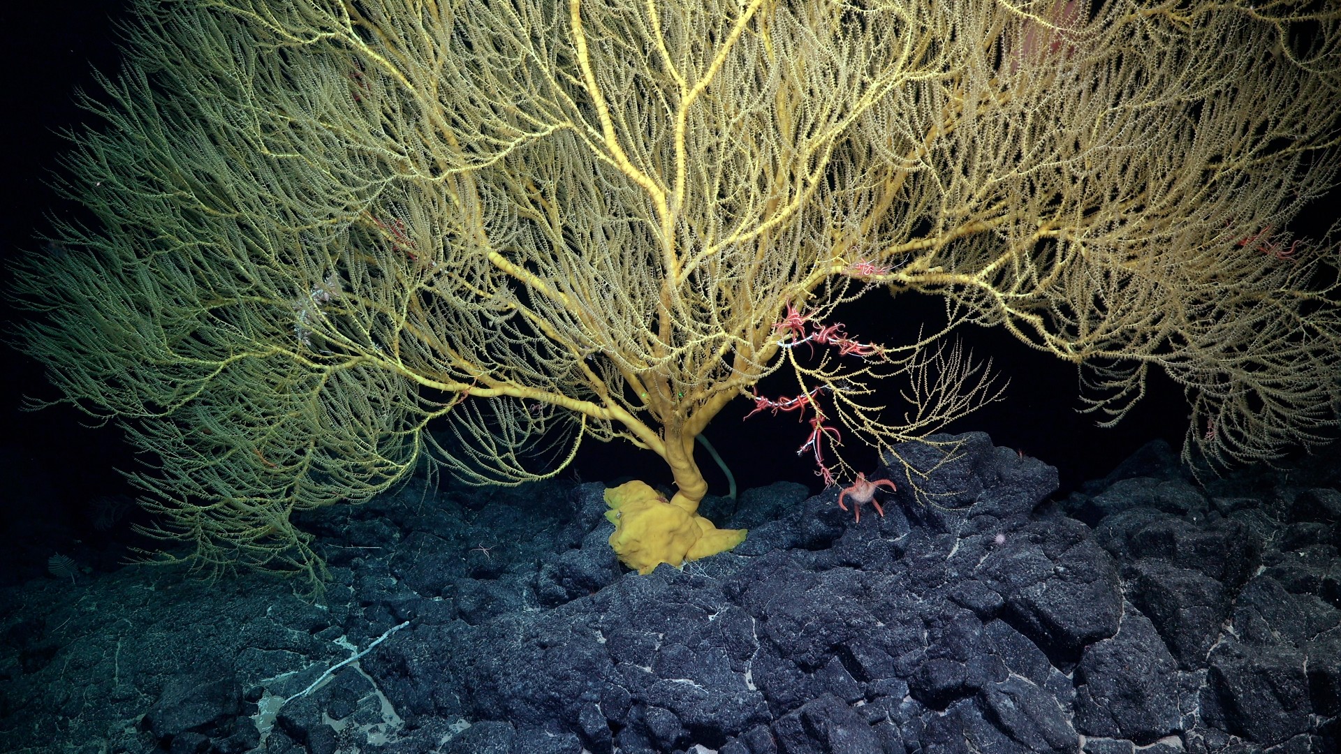 Deep-Sea "Spaghetti Monster" Found on Newly Discovered Underwater ...