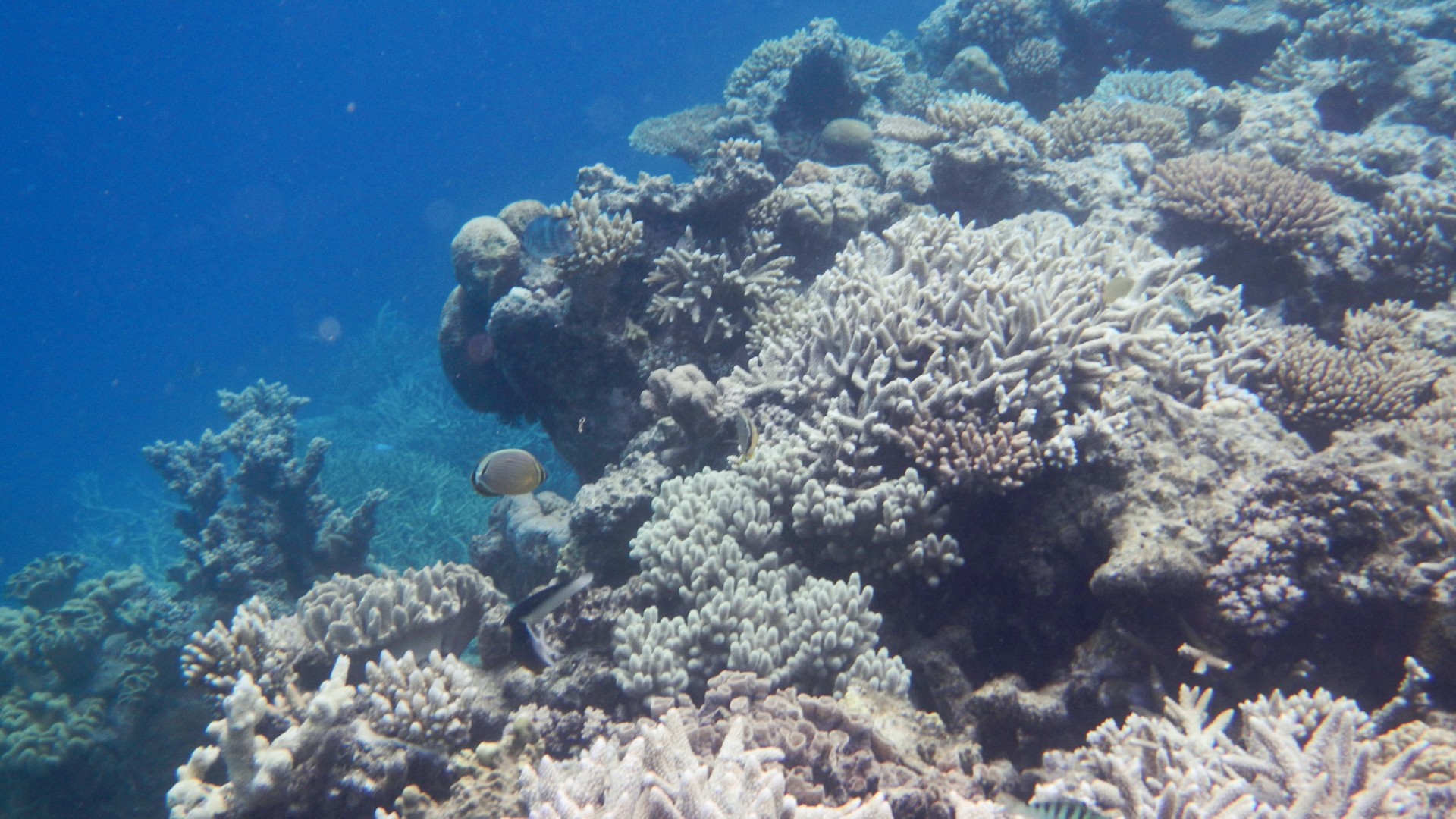 Unprecedented Coral Bleaching Crisis Hits the Great Barrier Reef