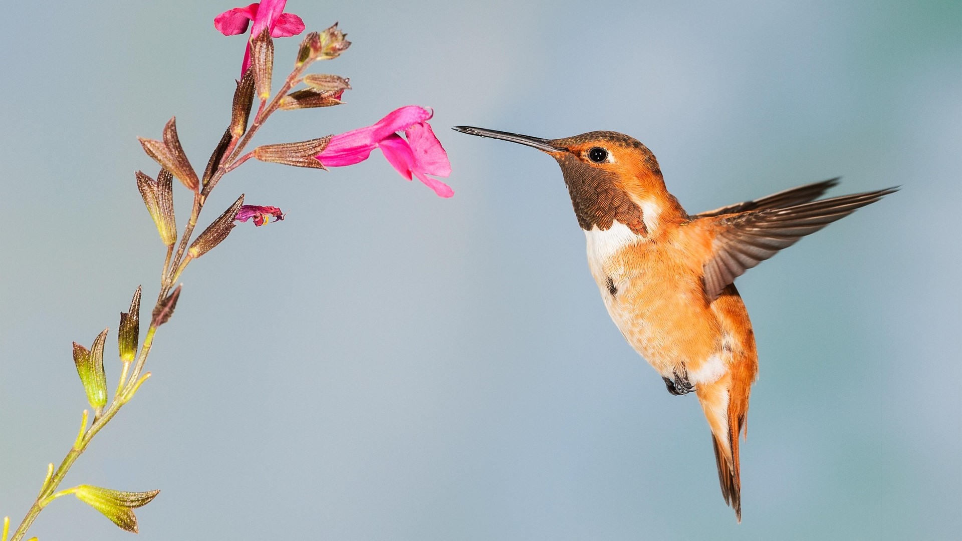 Hummingbirds Stun Scientists With Unexpected Behavior
