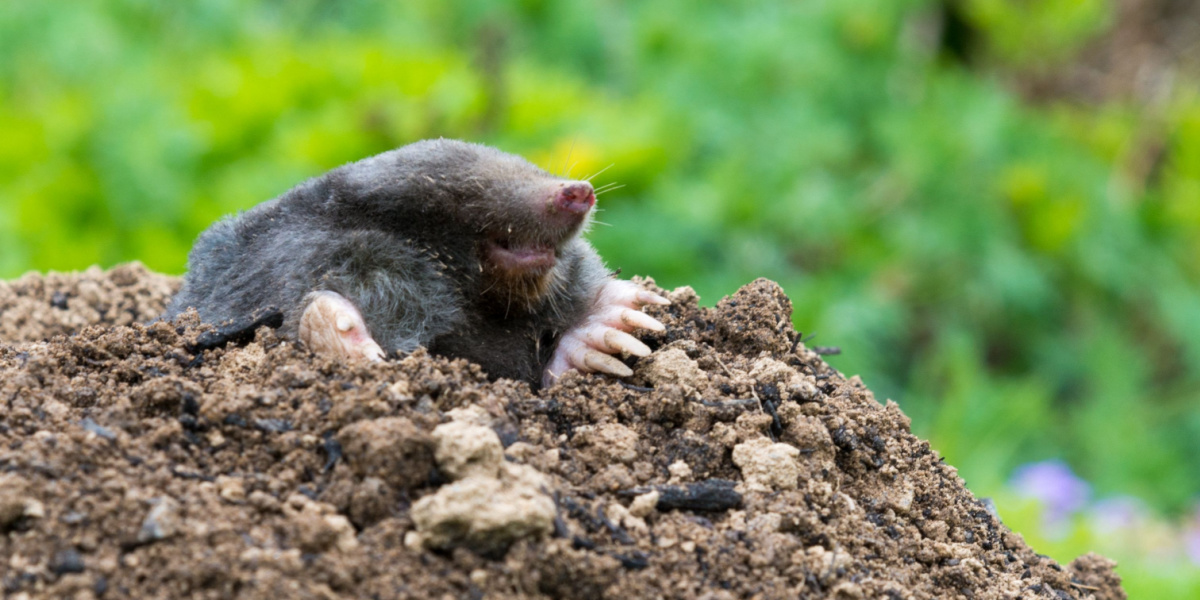 Managing Moles: The Best Way to Get Rid of Them