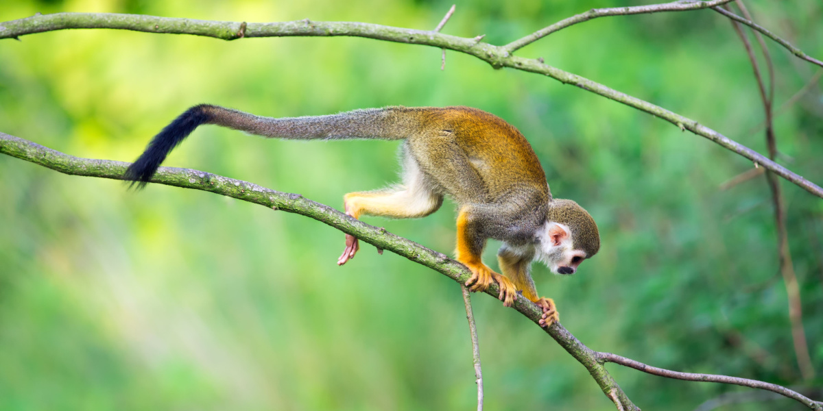 How Humans and Apes Lost Their Tails, According to New Research