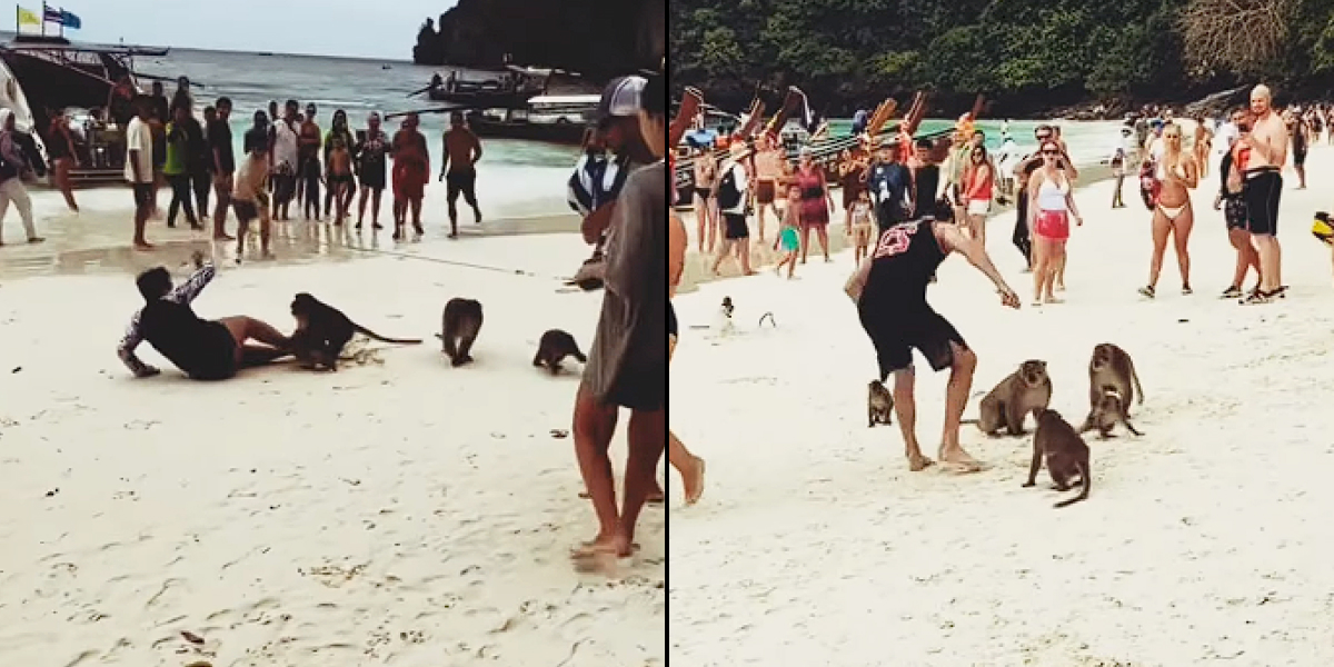Monkeys Attack Tourists at Popular Resort and are Captured on Video