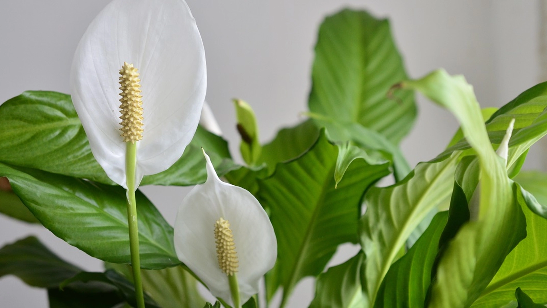 These Houseplants Help Reduce Dust in Your Home