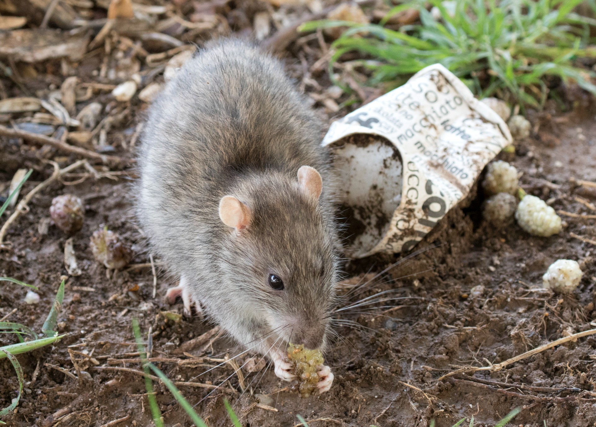 Giant Rat Infestation in Moscow Causes Panic