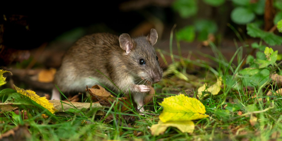 Pest Expert Reveals: Spread Chopped Onions in Your Garden to Keep Rats Away