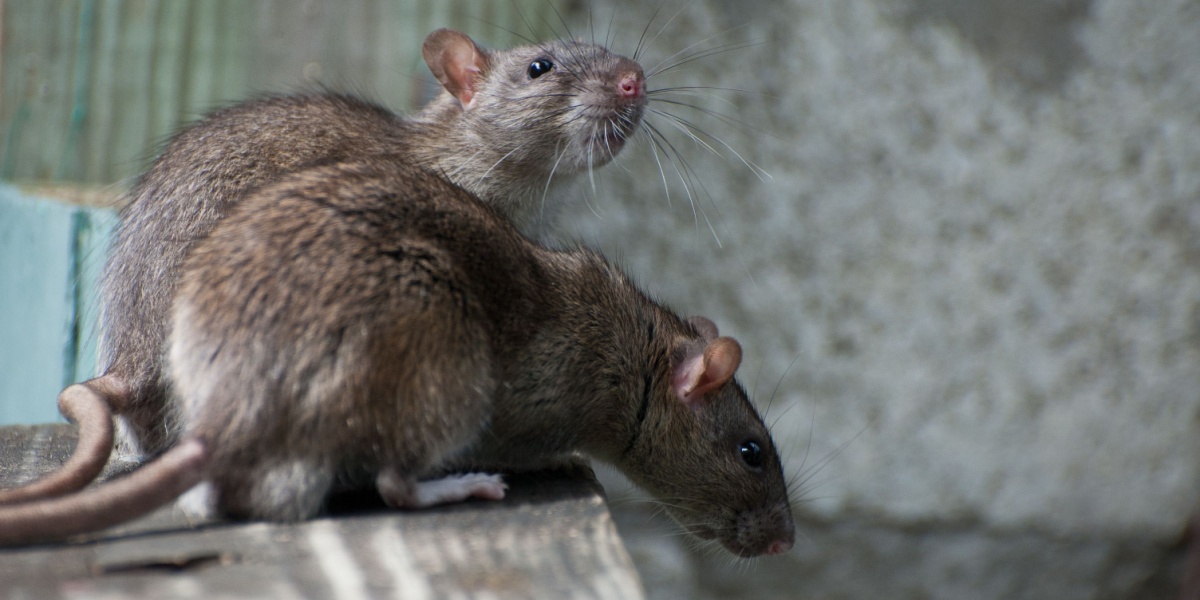 Rat Populations Surge Dramatically in Cities