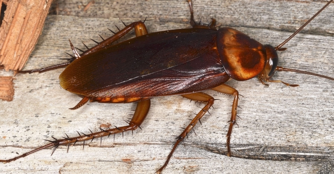 Say Goodbye to Cockroaches with These Simple Kitchen Hacks