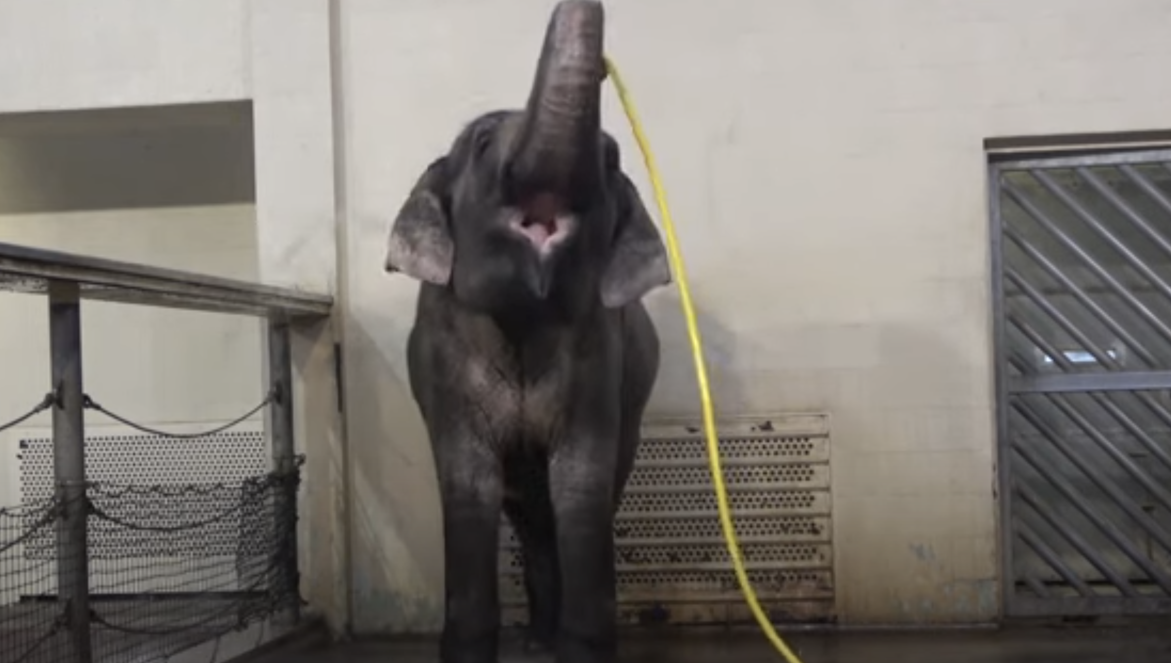 VIDEO: Elephants Surprise Scientists with Self-Showering Skills