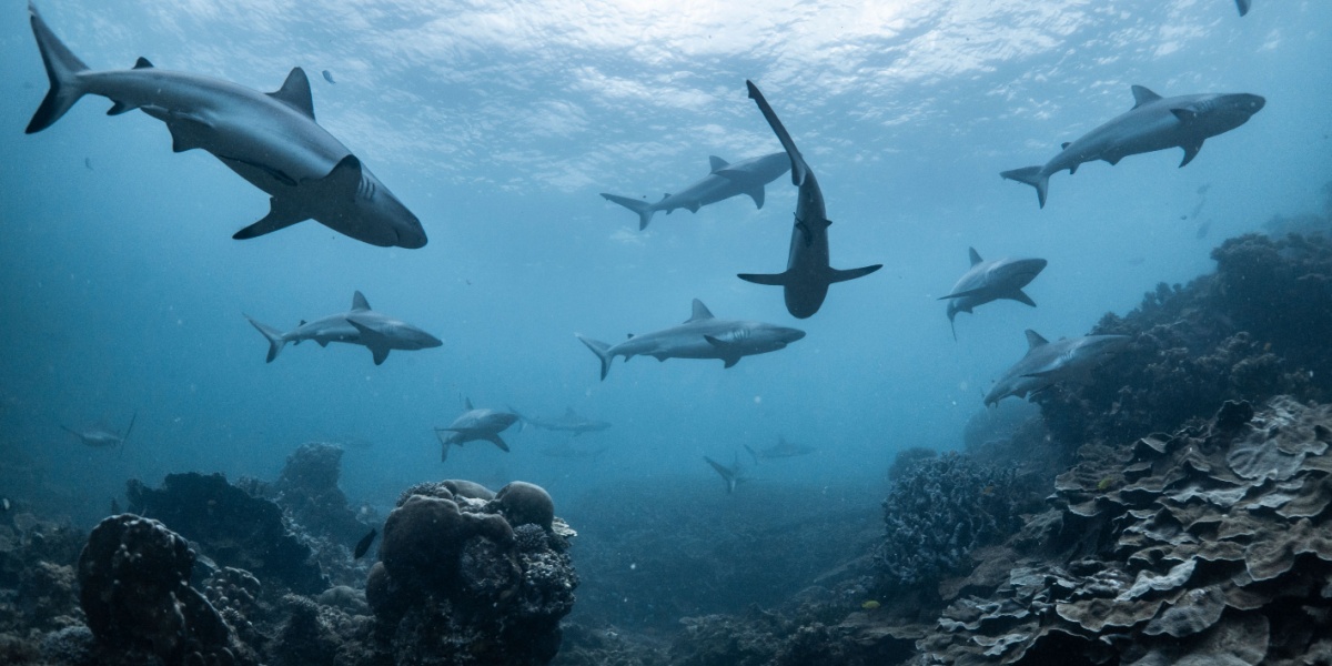 Mysterious Shark Graveyard Discovered on Ocean Floor