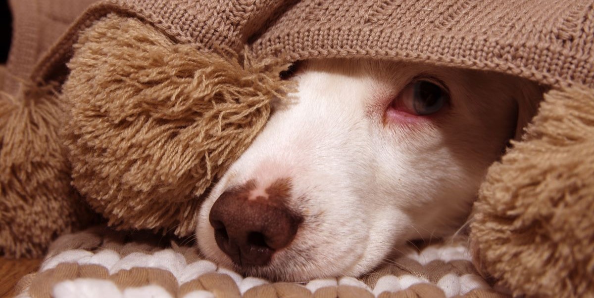 Is Your Dog Suffering from Allergies? Here Are 6 Important Symptoms ...