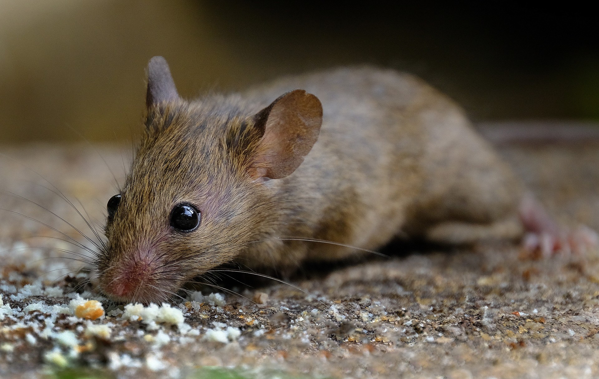 VIDEO: Scientists Shocked as Mouse Tries to Revive Unconscious Companion