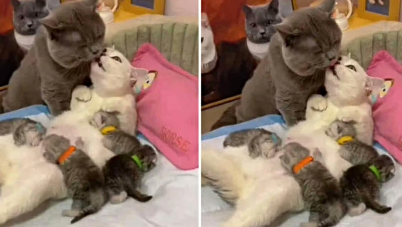 Cat parents share a romantic moment after the birth of their kittens ...