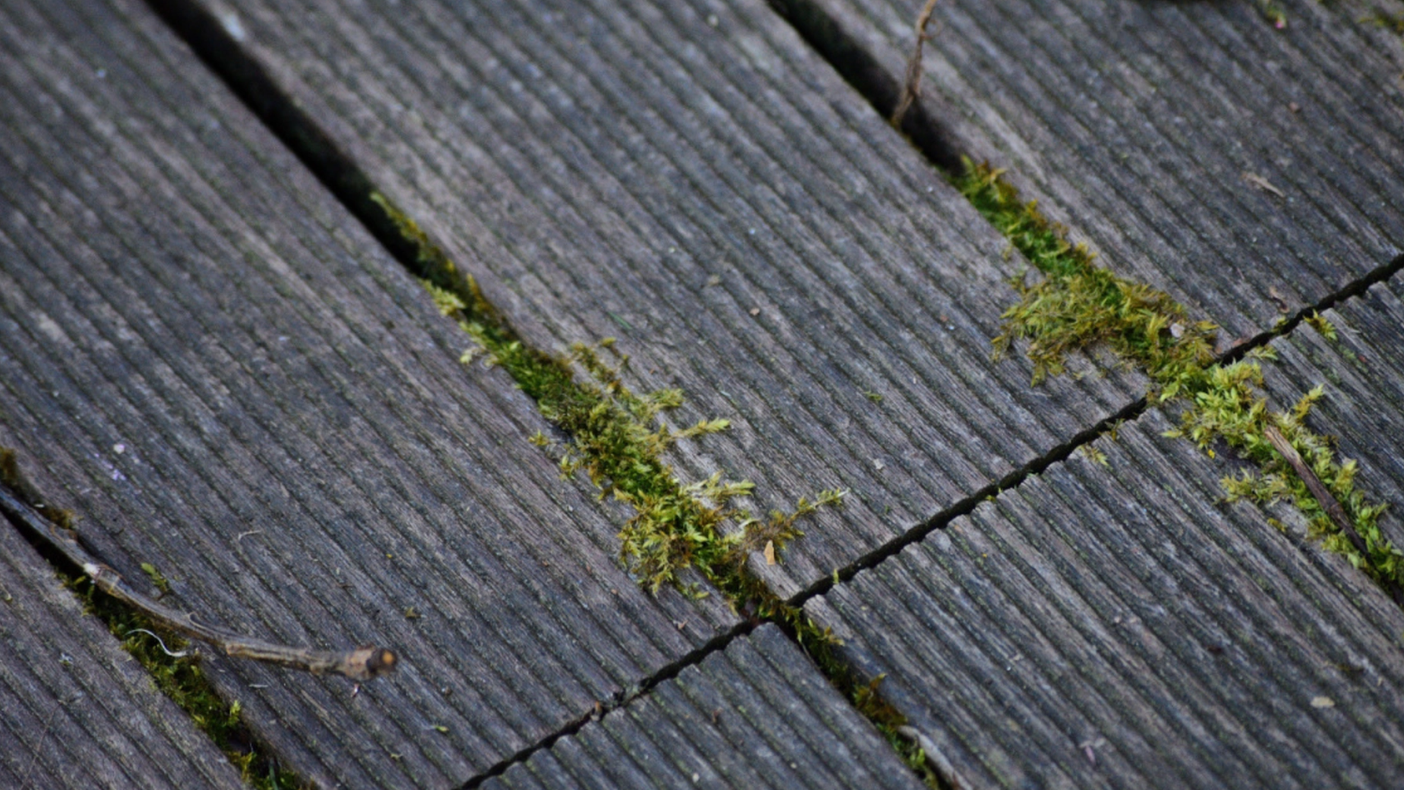 15 Minutes is All It Takes to Remove Moss from Your Driveway with This ...