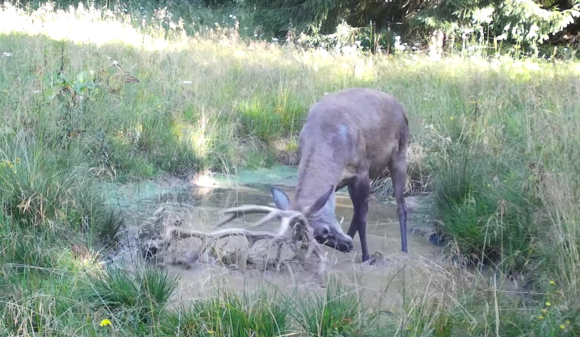 Playful Deer Caught on Wildlife Camera Splashing Around in Pond
