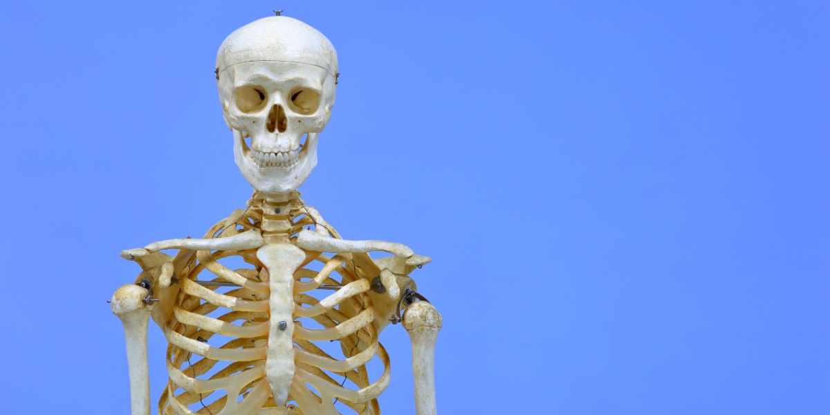 How Much Does the Human Skeleton Weigh?