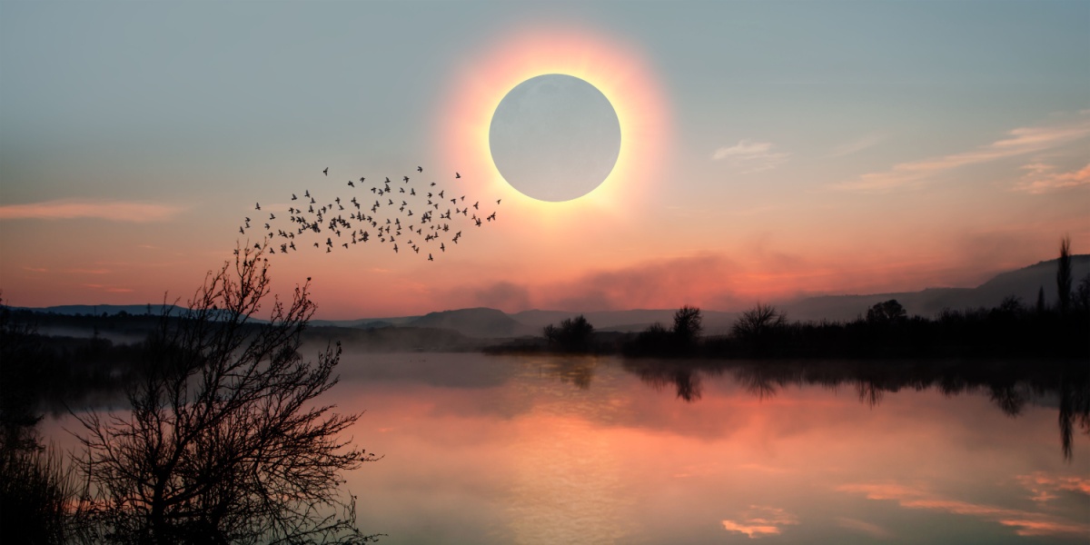 How Animals React to Total Solar Eclipses: A Fascinating Study