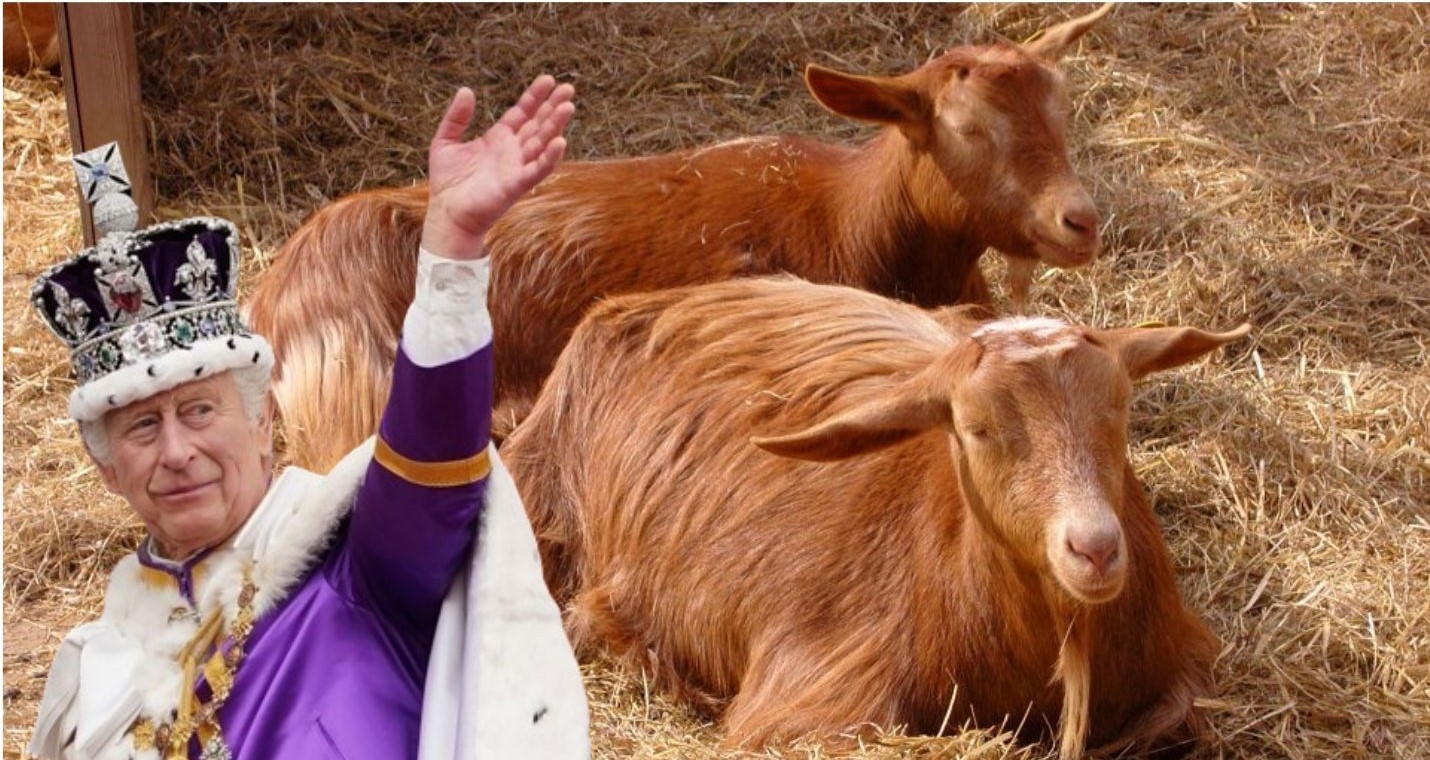 King Charles Bestows Royal Title on Rare Goat