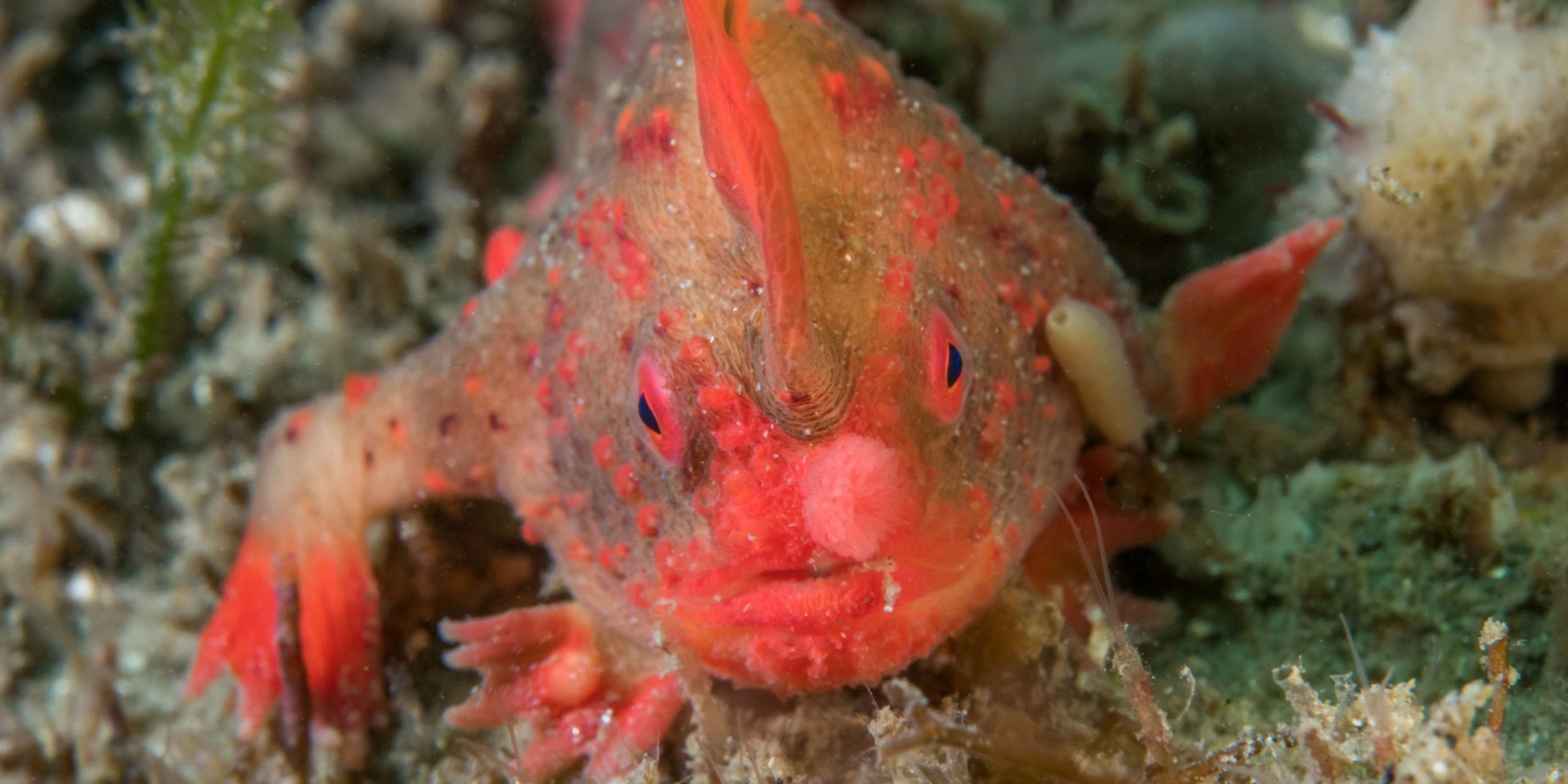 This Moody, Mohawk Fish with Hands for Fins is Facing Extinction